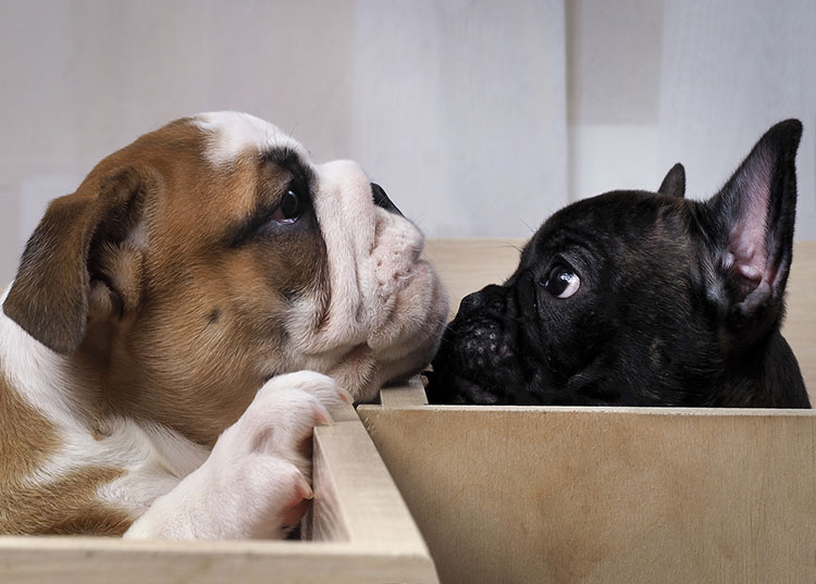 Do Different Dog Breeds Learn Differently Dog Training Nation do-different-dog-breeds-learn-differently-dog-training-nation
