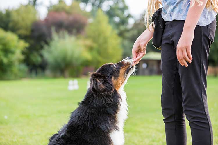 Does Positive Reinforcement Really Work? | Animal Behavior College Blog Does Positive Reinforcement Really Work? | Animal Behavior College Blog