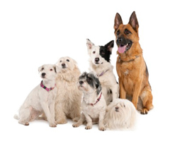Multiple Dog Household Tips | Dog Training Nation