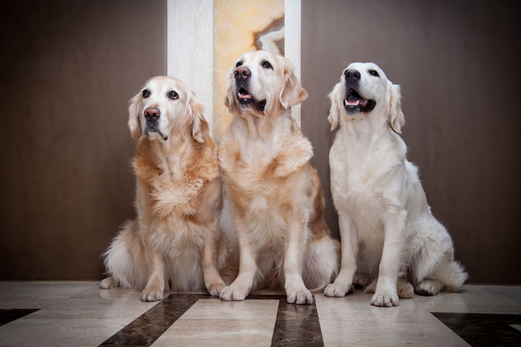 tips for multiple dogs Archives | Dog Training Nation