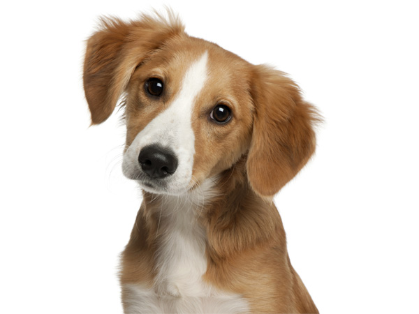 Teaching a Dog "Look at Me:" Capture It | Dog Training Nation