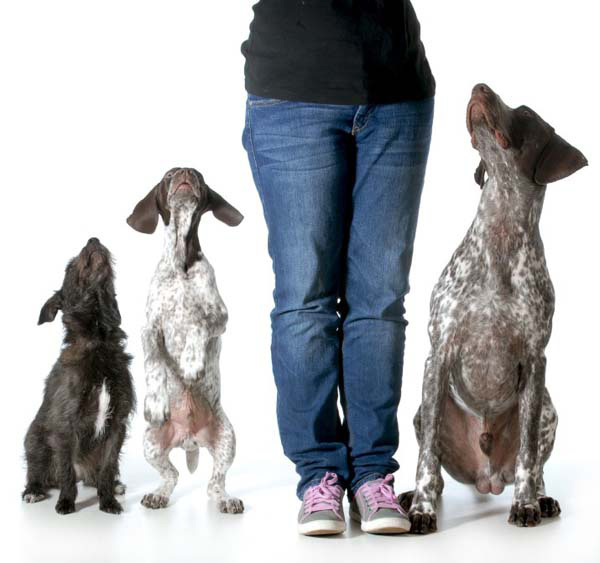 Calm and Assertive Pack Leader? Nope | Dog Training Nation
