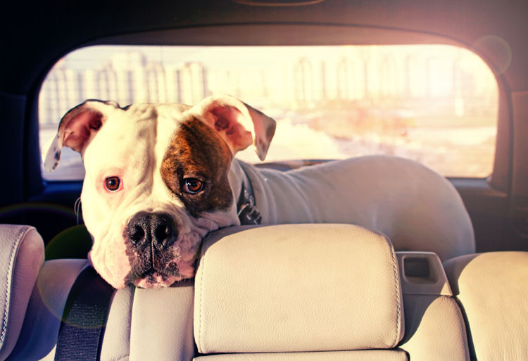 4 Tips For Traveling With Dogs Dog Training Nation 4-tips-for-traveling-with-dogs-dog-training-nation