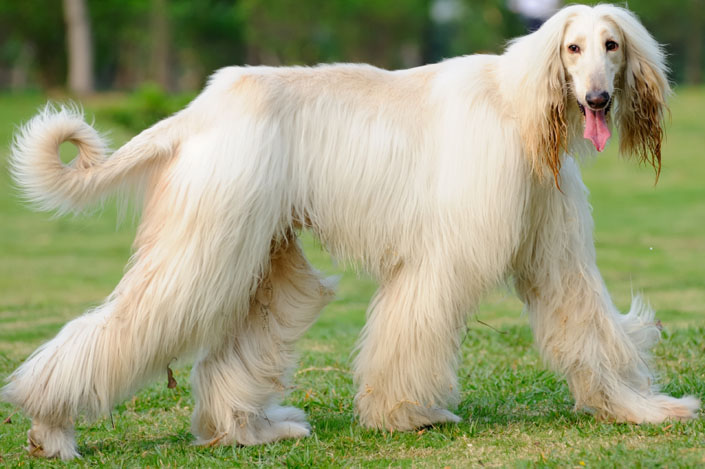 Afghan Hound | Dog Training Nation