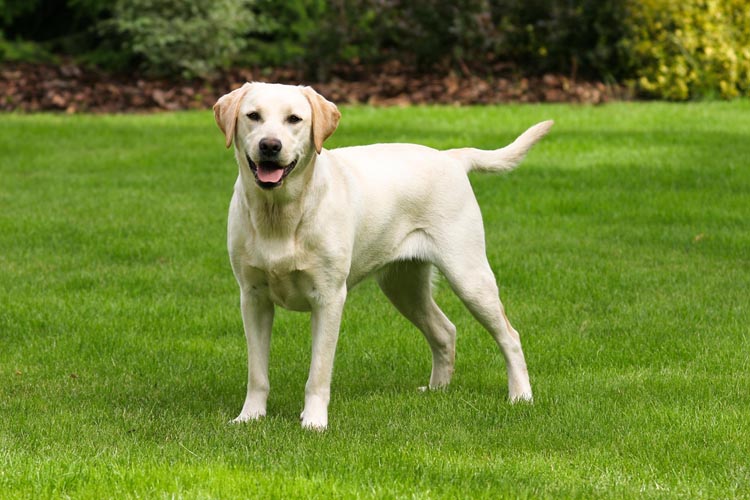 Labrador Retriever | Dog Training Nation
