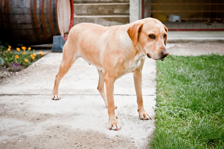 How to Train Your Dog to Back Up | Dog Training Nation