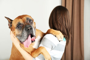 Training a Boxer to Calm Down | Dog Training Nation