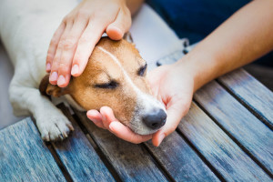 Teach Your Dog to Enjoy Body Handling | Dog Training Nation