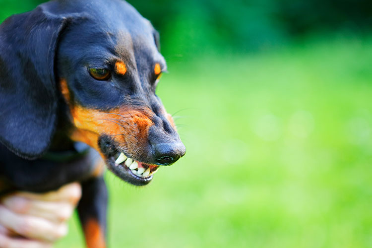 Reactive Dog Resources You Need to Get Started Reactive Dog Resources You Need to Get Started