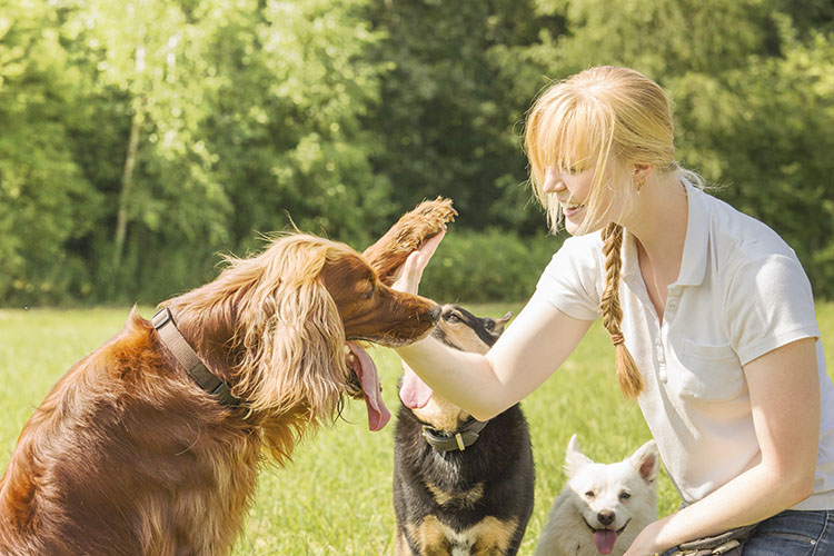 How Does Dog Boarding Work