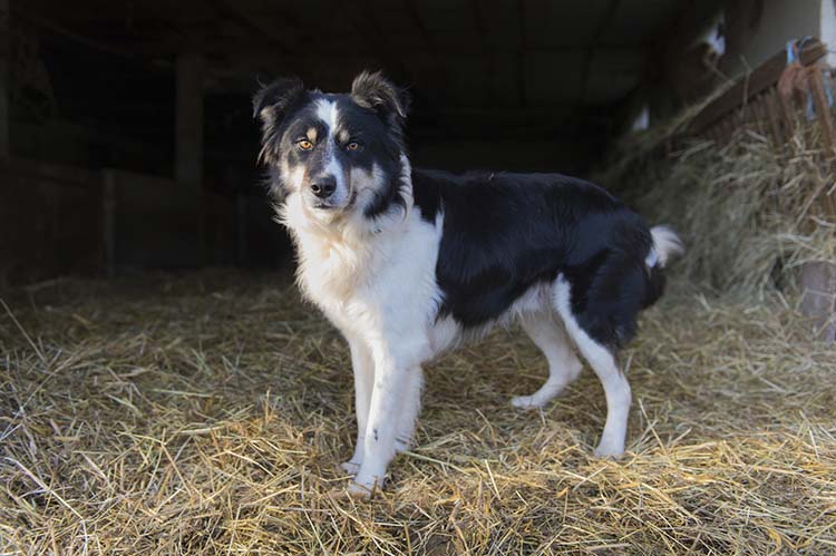 Barn Hunt: The Nose Sport Your Dog Needs to Try | Dog Training Nation
