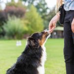 Use A Positive Interrupter Cue To Stop Bad Dog Behavior | Dog Training ...