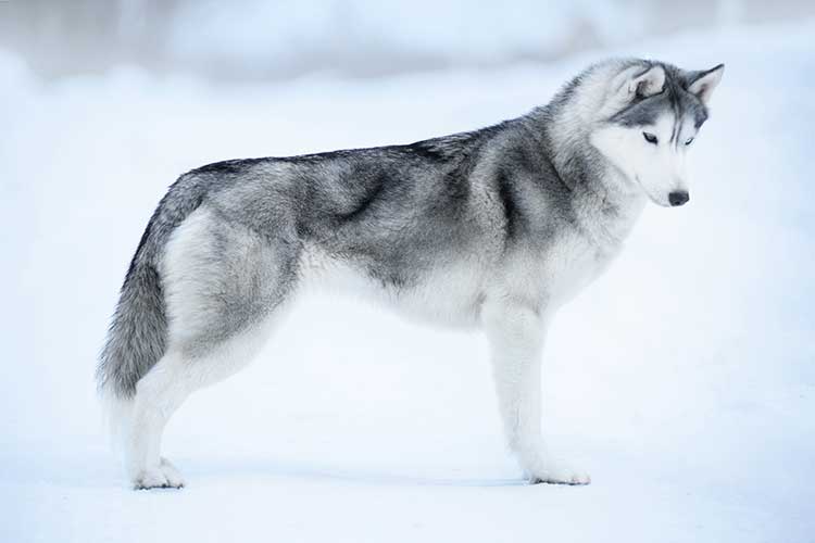 Thinking Of Getting A Siberian Husky? Read This | Dog Training Nation